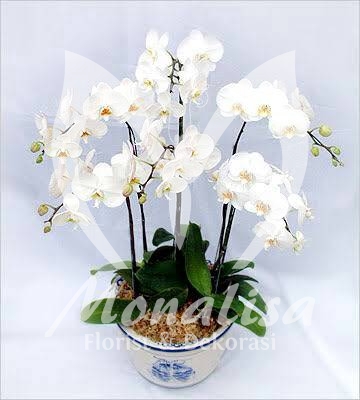 Bunga Anggrek BAGR-17502 - Toko Bunga Bandung - Monalisa Florist & Dekorasi