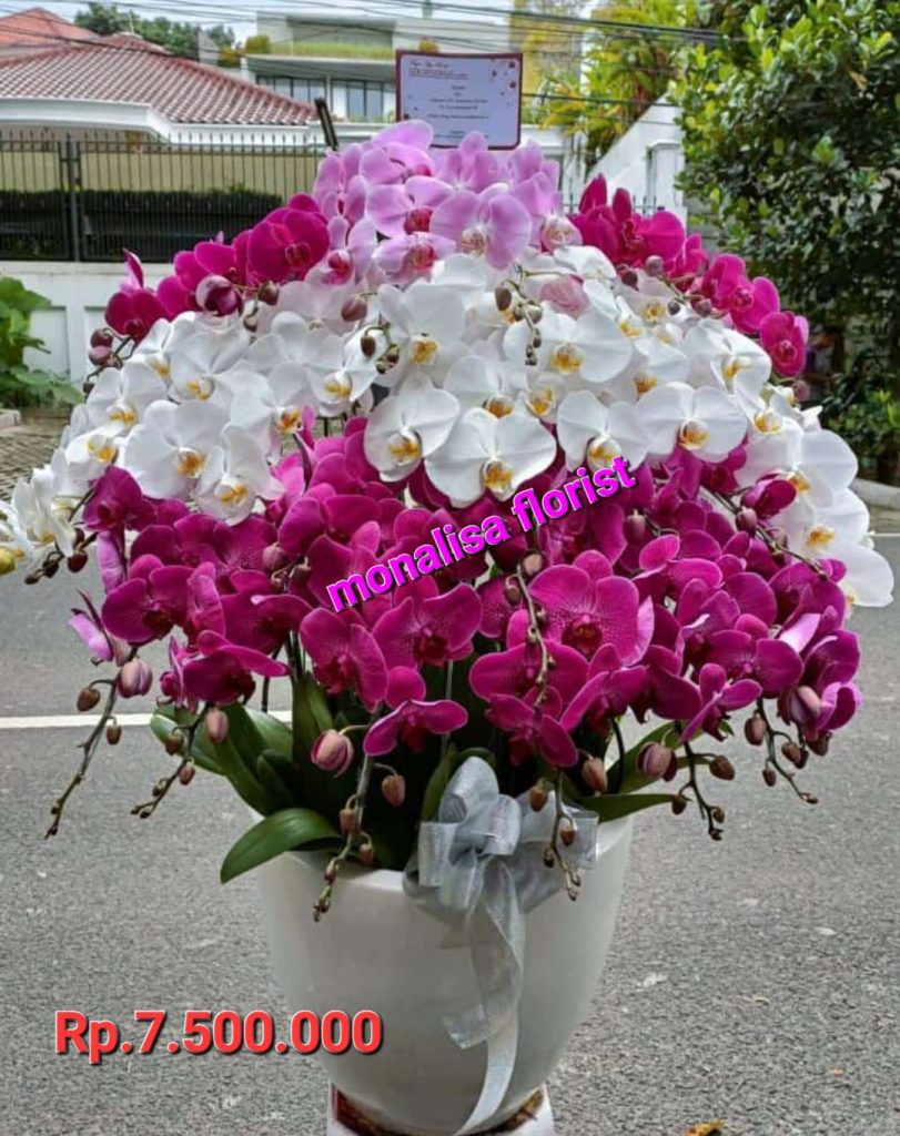 Bunga Anggrek BAGR - 6900 - Toko Bunga Bandung - Monalisa Florist ...
