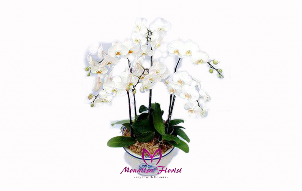 Bunga Anggrek BAGR-18501 - Toko Bunga Bandung – Monalisa Florist ...