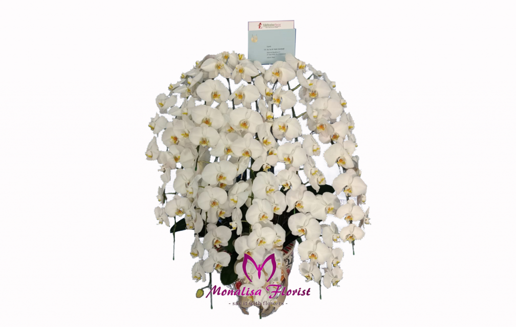 Bunga Anggrek BAGR-35001 - Toko Bunga Bandung – Monalisa Florist ...