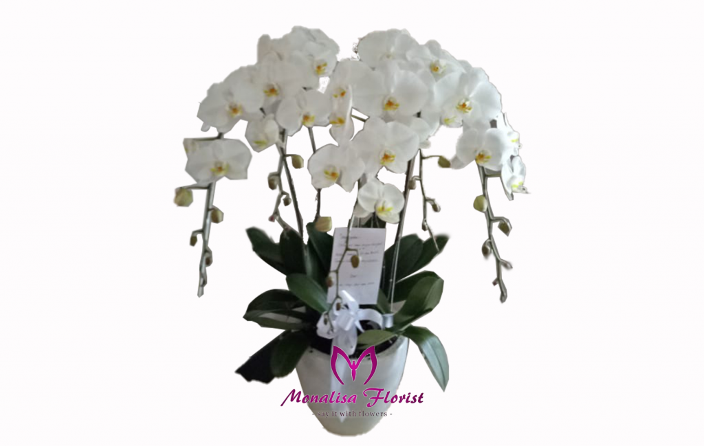 Bunga Anggrek BAGR-17501 - Toko Bunga Bandung – Monalisa Florist ...